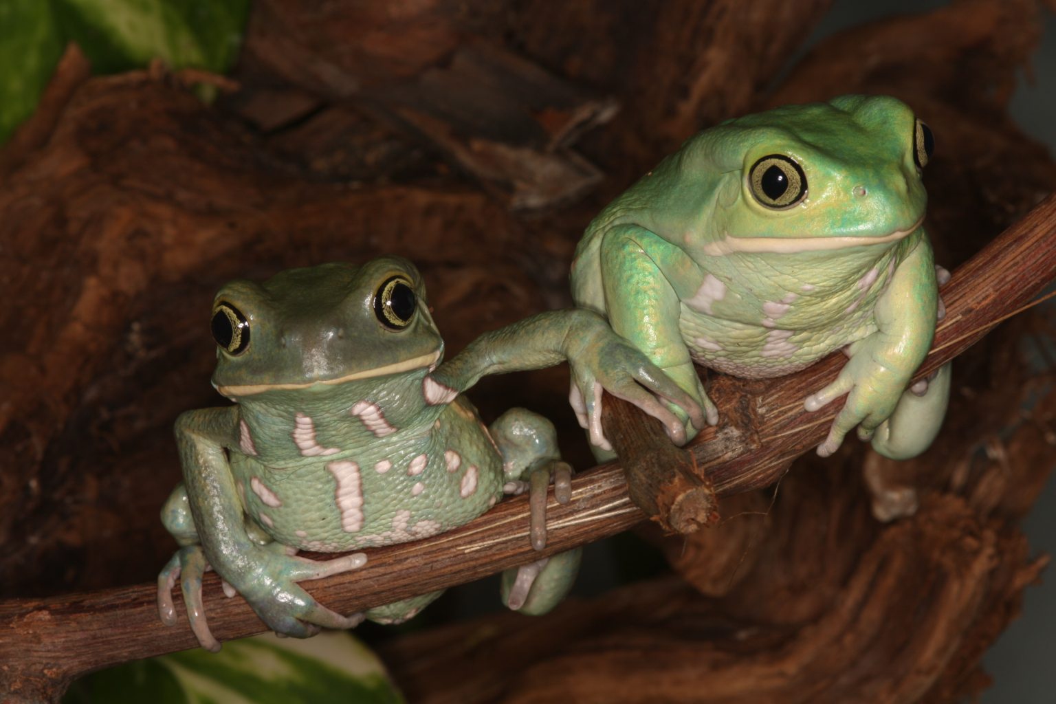 Deutsche Gesellschaft für Herpetologie und Terrarienkunde