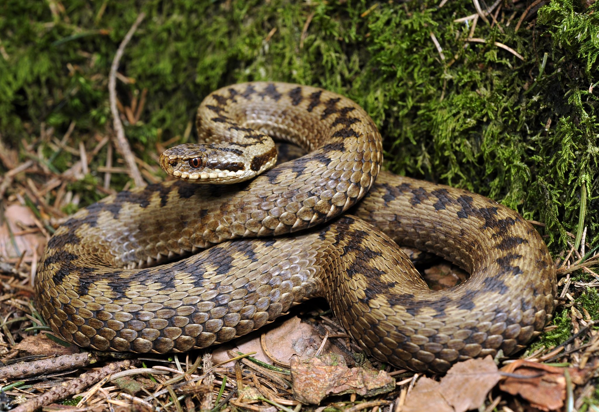 Deutsche Gesellschaft für Herpetologie und Terrarienkunde