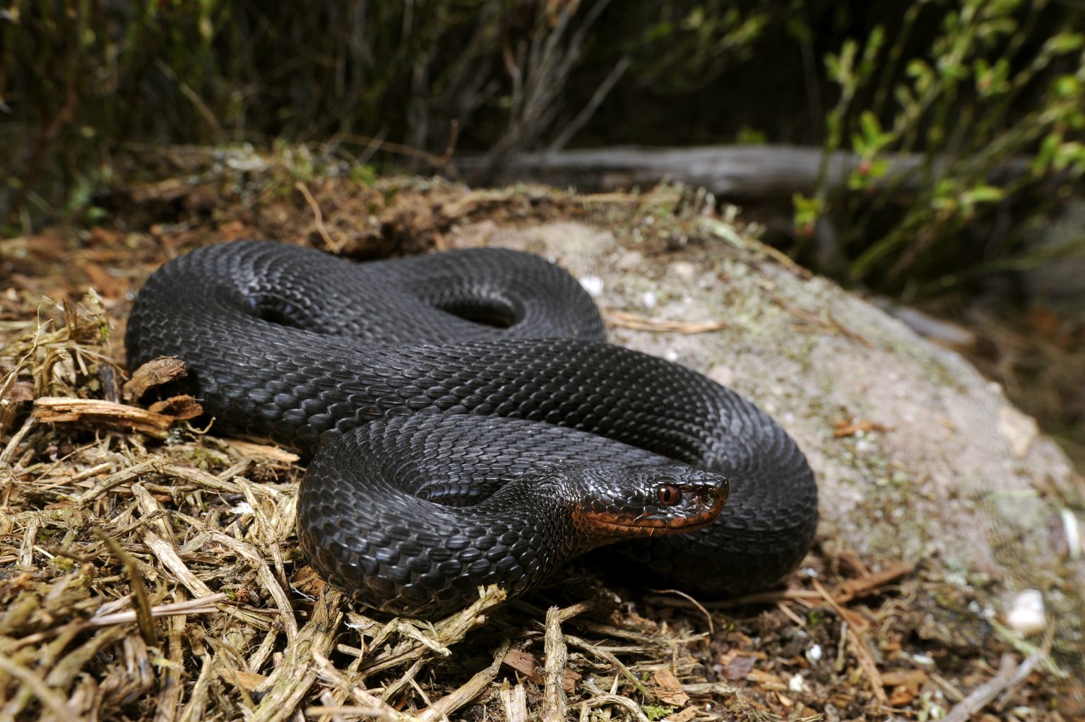Deutsche Gesellschaft für Herpetologie und Terrarienkunde